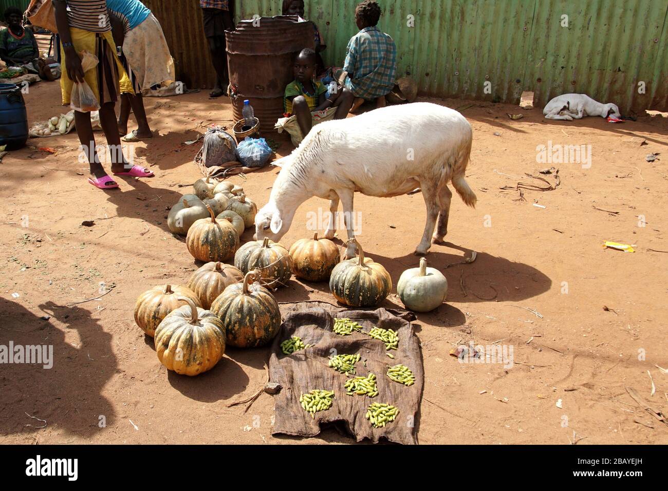 Tribal food hi-res stock photography and images - Alamy