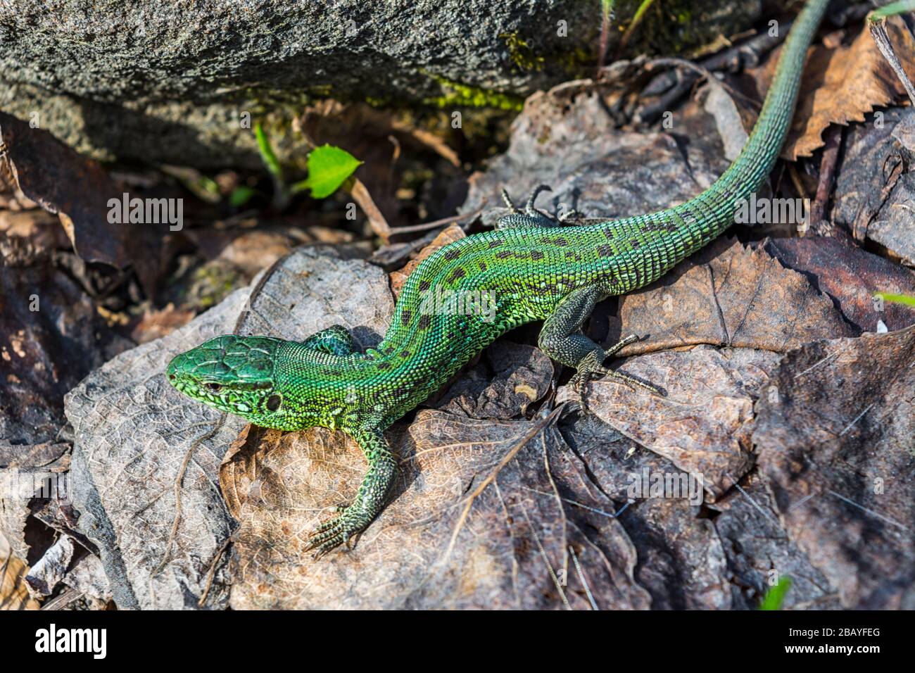 Small green lizard sitting on the fall leaves top view Stock Photo - Alamy
