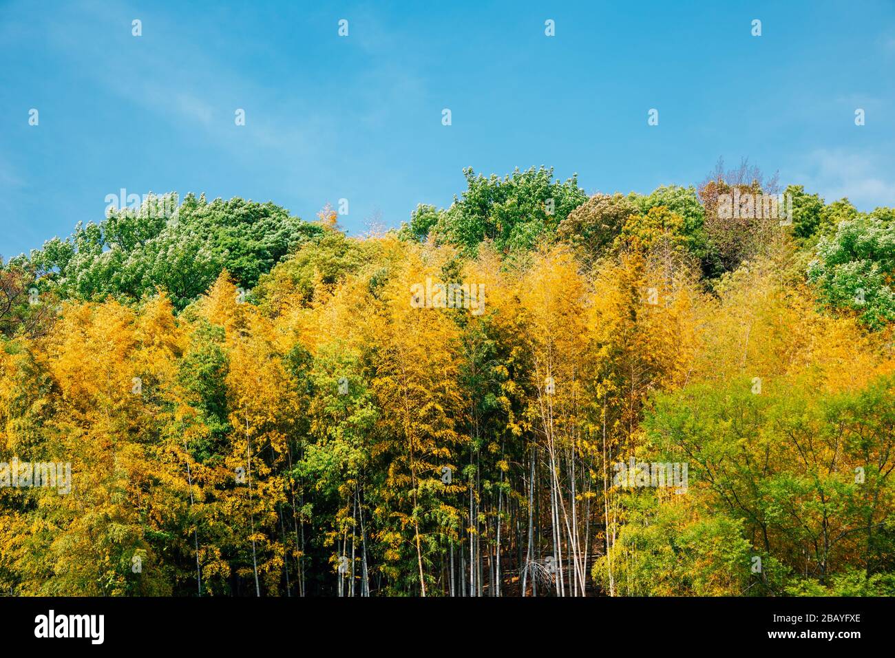 Countryside village mountain forest in Matsuyama, Japan Stock Photo - Alamy