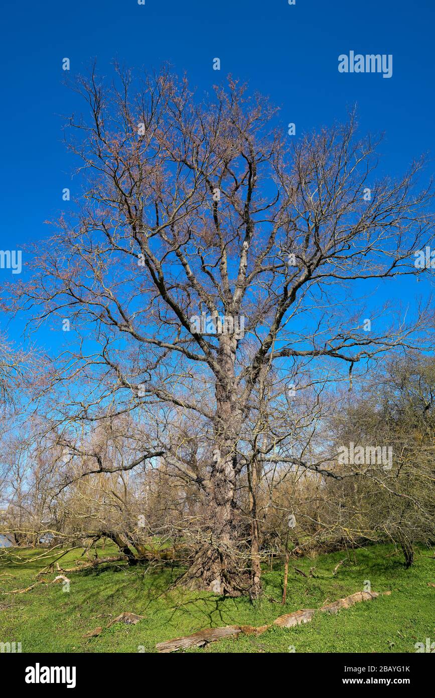 Elm tree in spring hi-res stock photography and images - Alamy