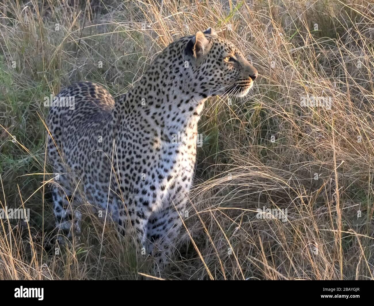 Leopard watching kenya hi-res stock photography and images - Alamy