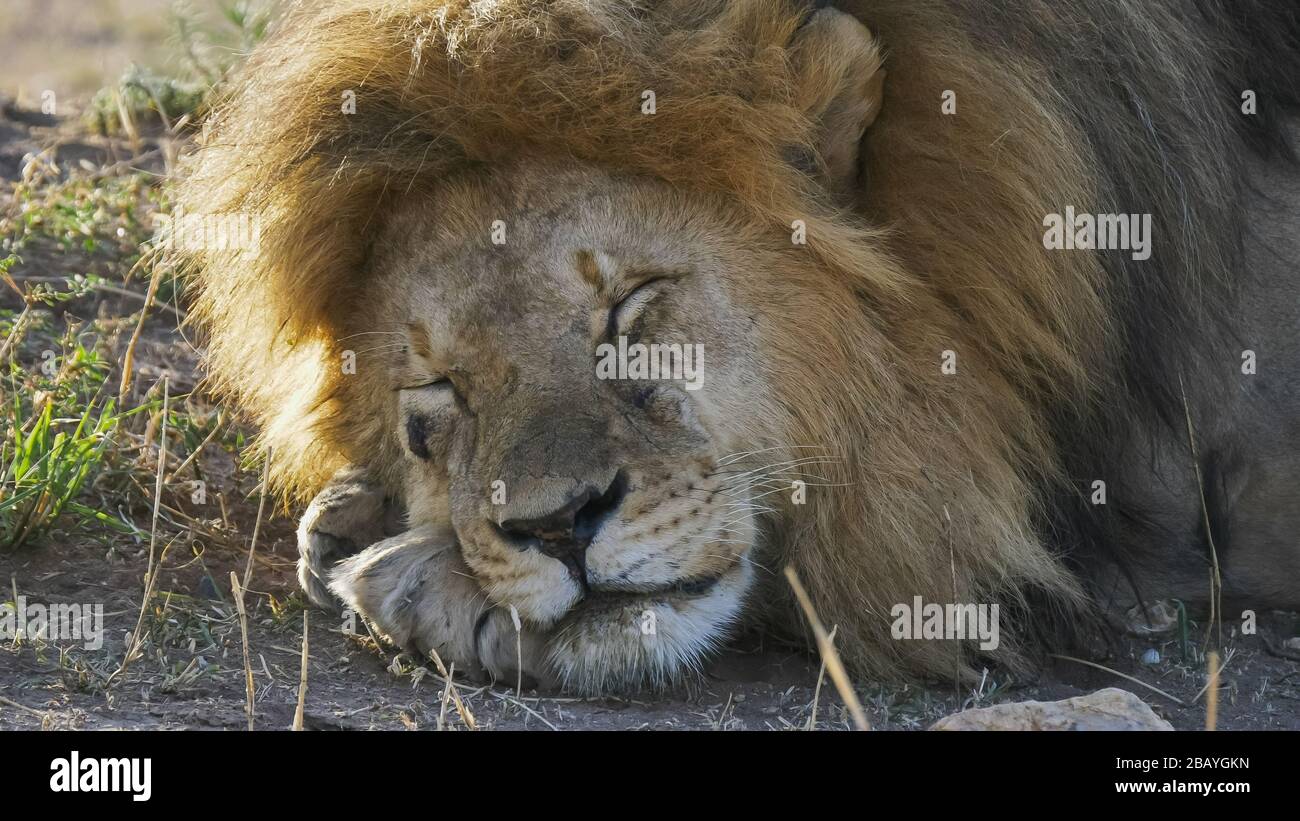 a sleepy male lion at serengeti np Stock Photo - Alamy
