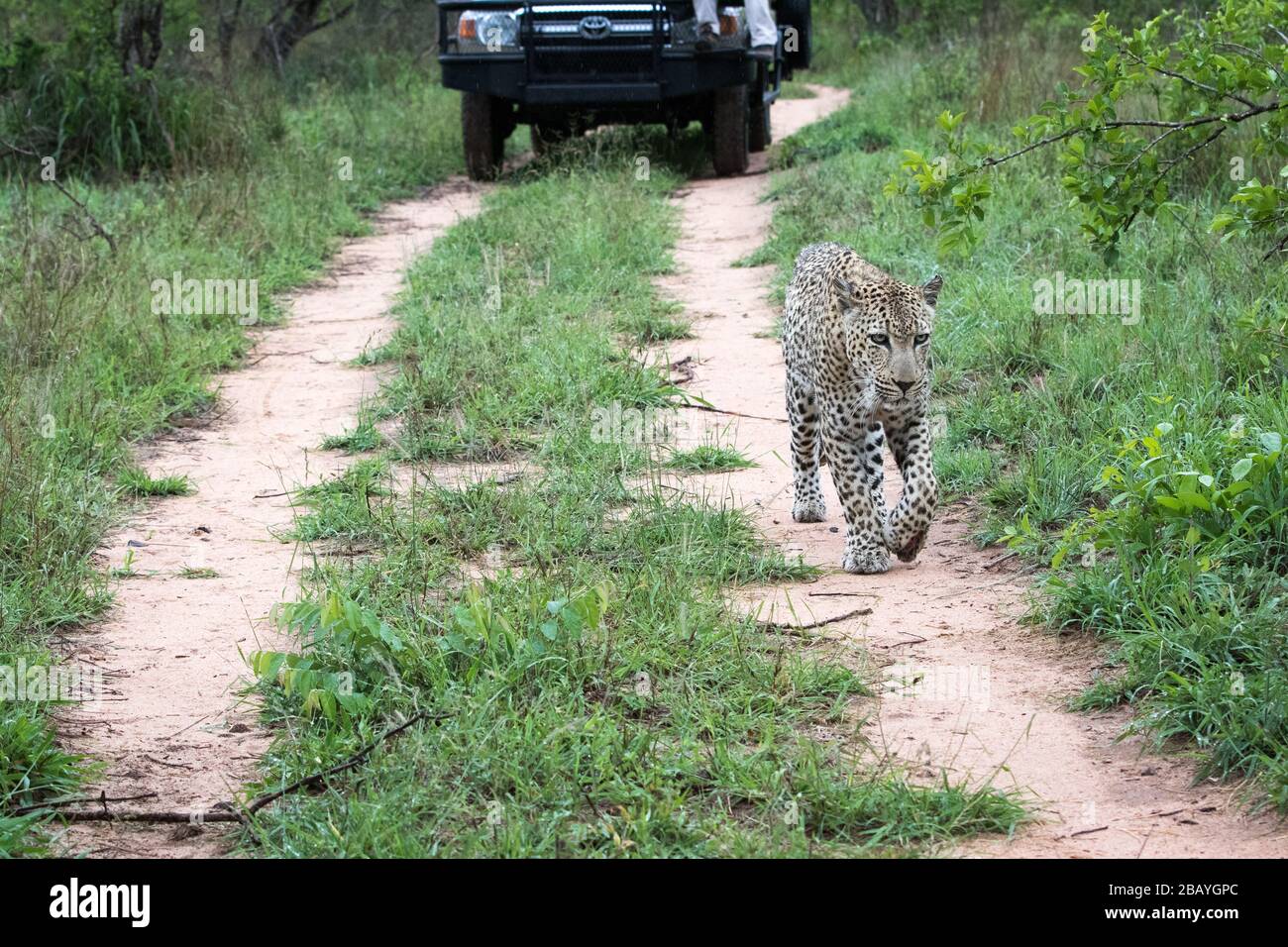 Safari vehicle leopard africa hi-res stock photography and images - Alamy