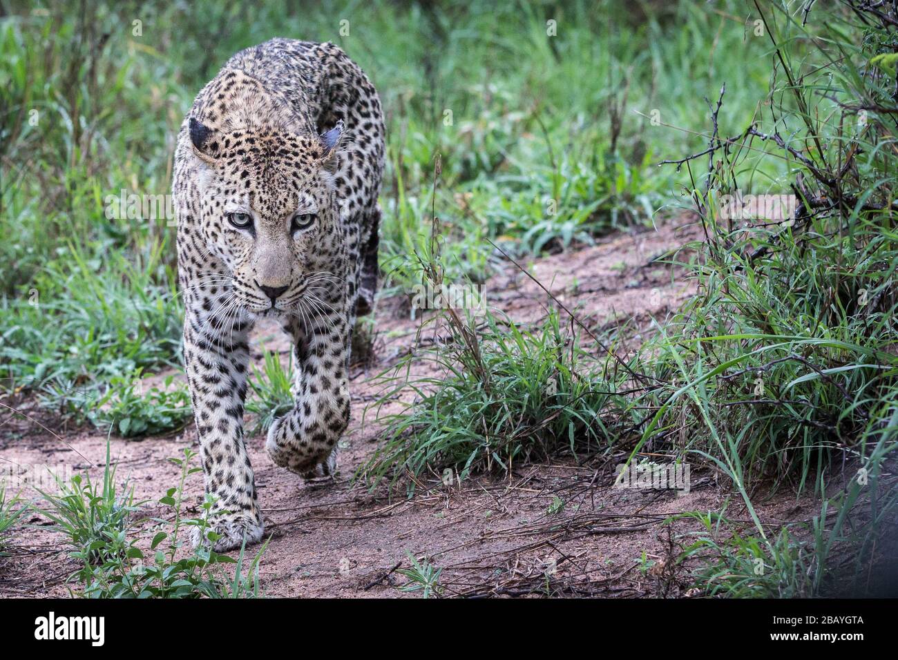 Mature leopard hi-res stock photography and images - Alamy