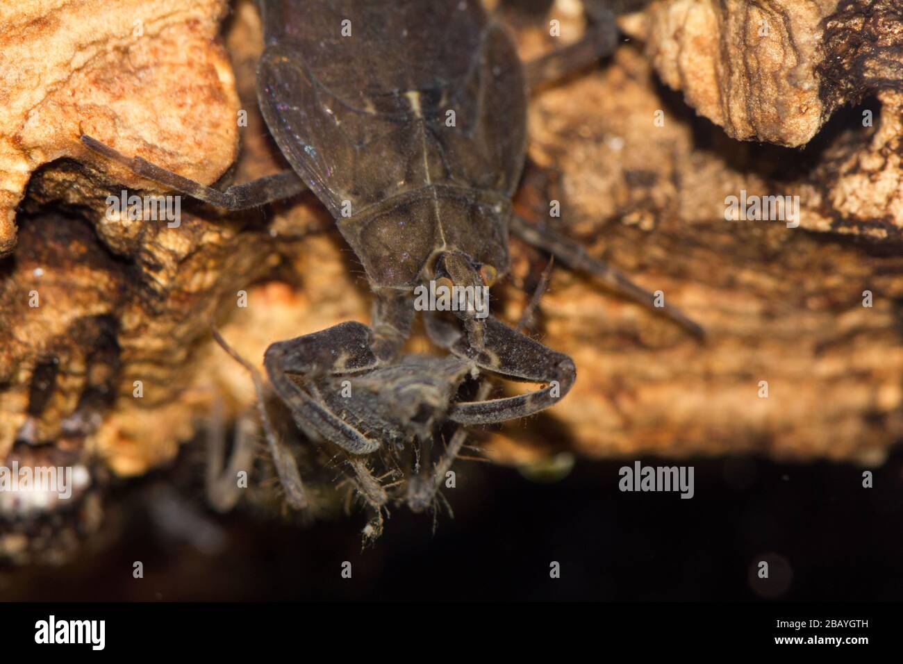 Predatory water scorpion hi-res stock photography and images - Alamy
