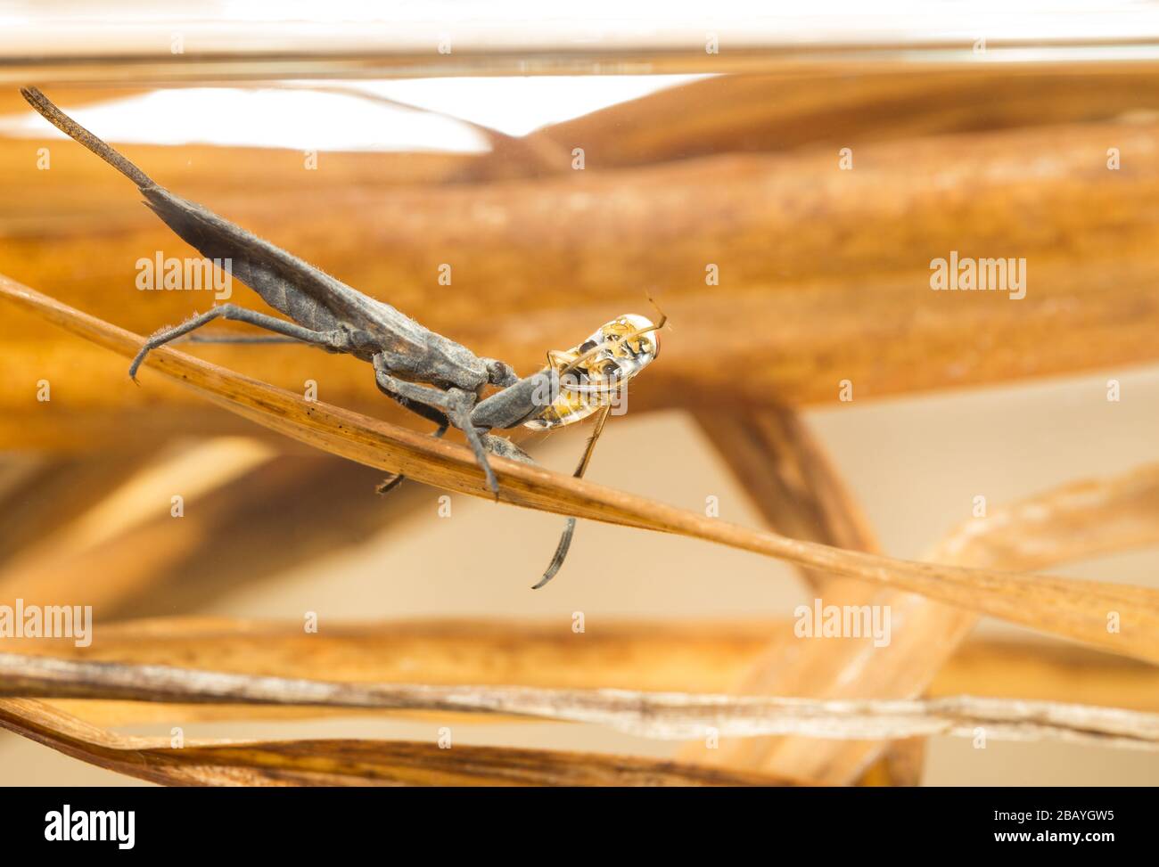 Water Scorpion High Resolution Stock Photography and Images - Alamy