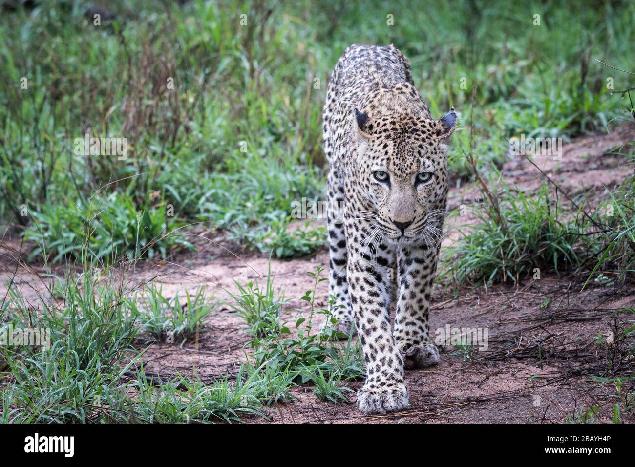 Stunning looking male leopard Stock Photo - Alamy