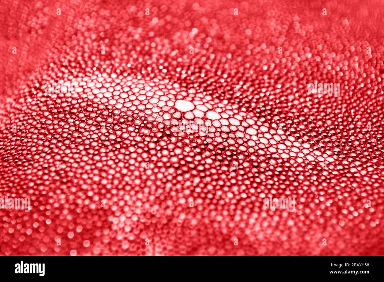 stingray skin texture. Background nature wallpaper Stock Photo - Alamy