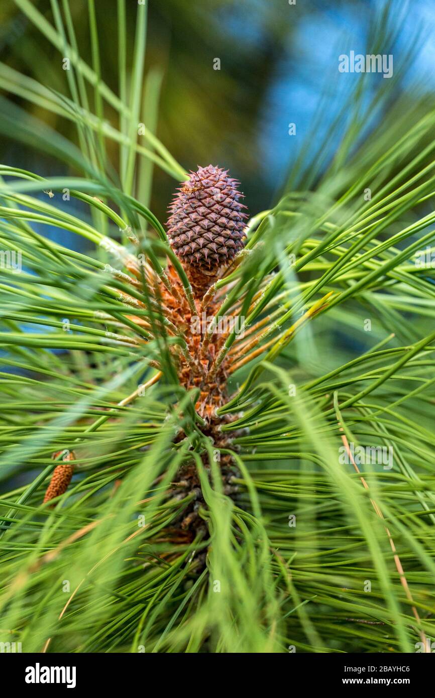 Small spiky pine cone on an evergreen tree Stock Photo - Alamy