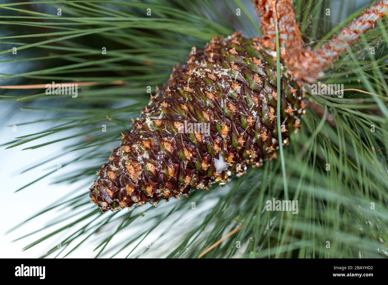 Sticky tree cone hi-res stock photography and images - Alamy