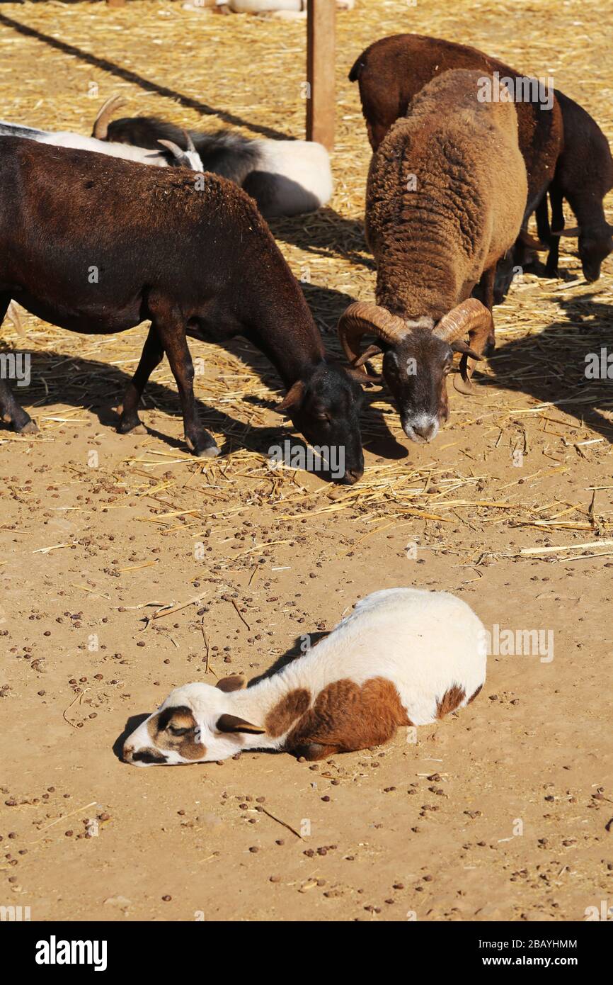 Goat yoga hi-res stock photography and images - Alamy