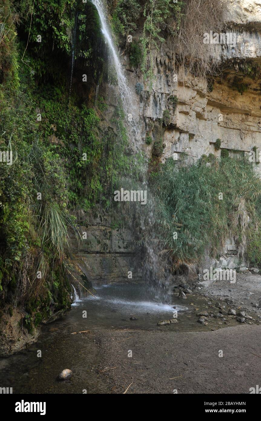 A green oasis with a waterfall and lakes in the Ein Gedi National Park ...