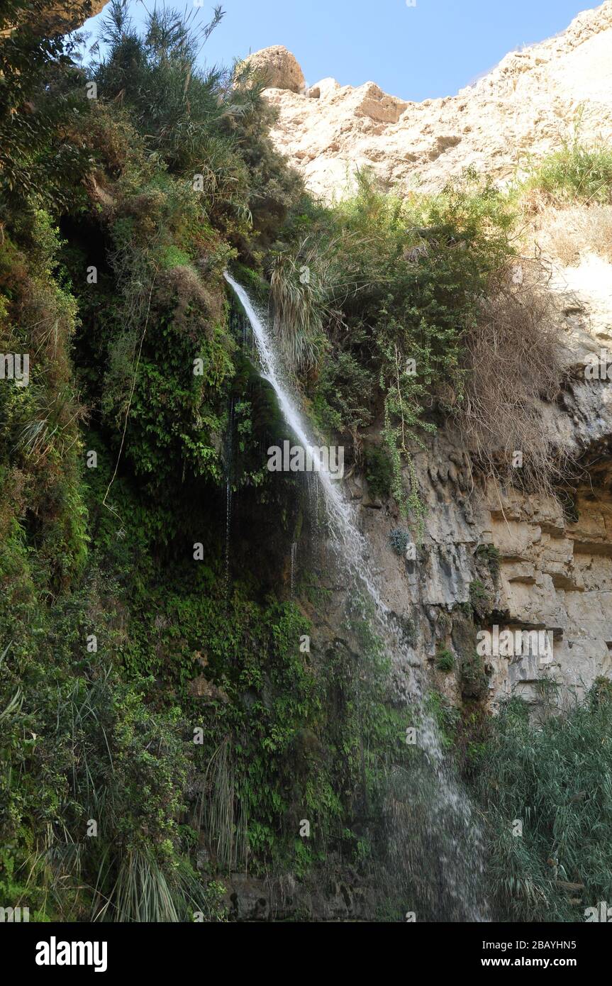 A green oasis with a waterfall and lakes in the Ein Gedi National Park ...