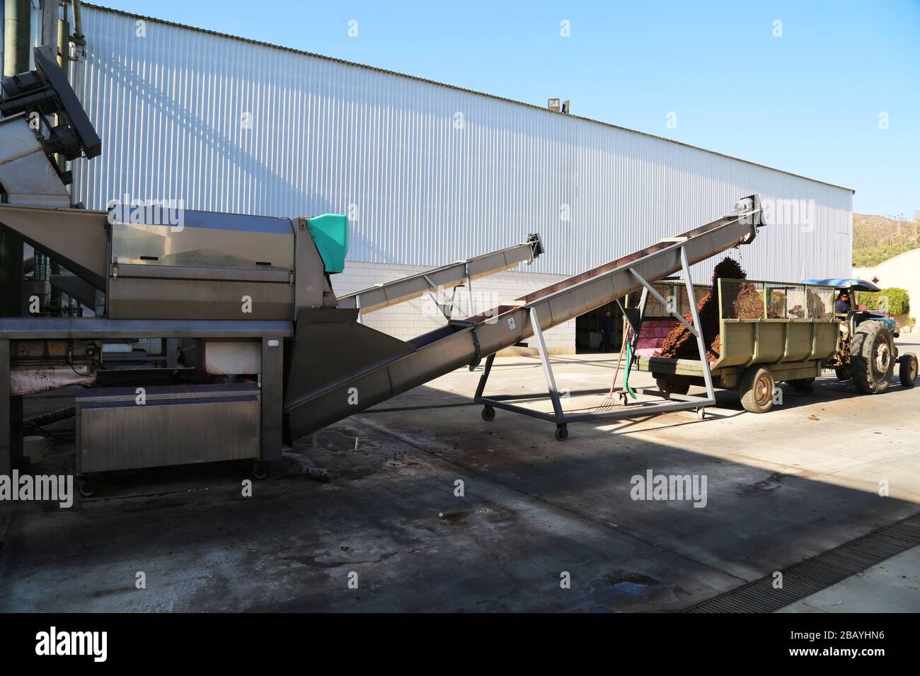 Destemming grapes hi-res stock photography and images - Alamy