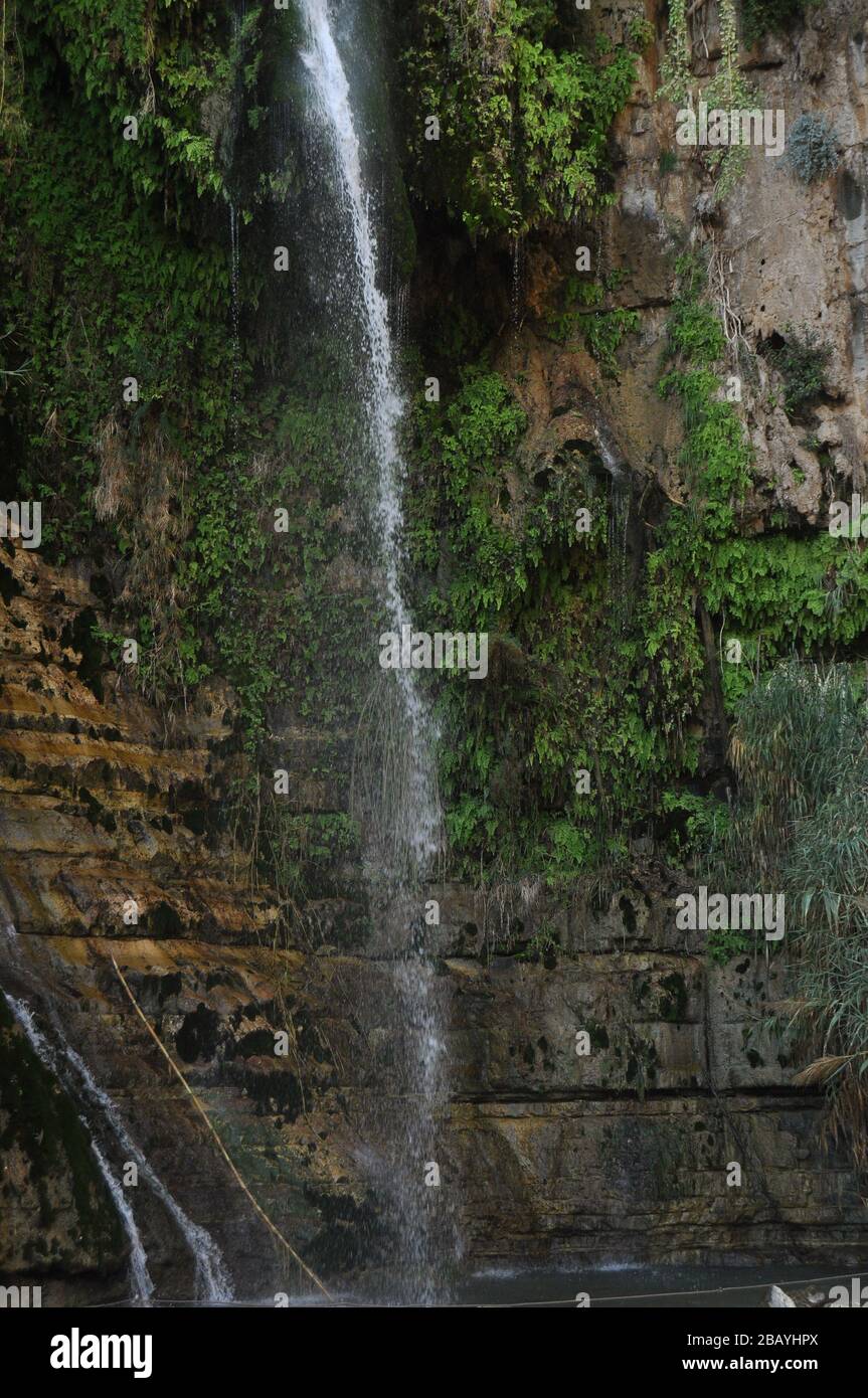A green oasis with a waterfall and lakes in the Ein Gedi National Park ...