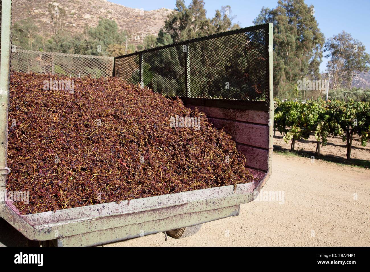 Grape destemming hi-res stock photography and images - Alamy