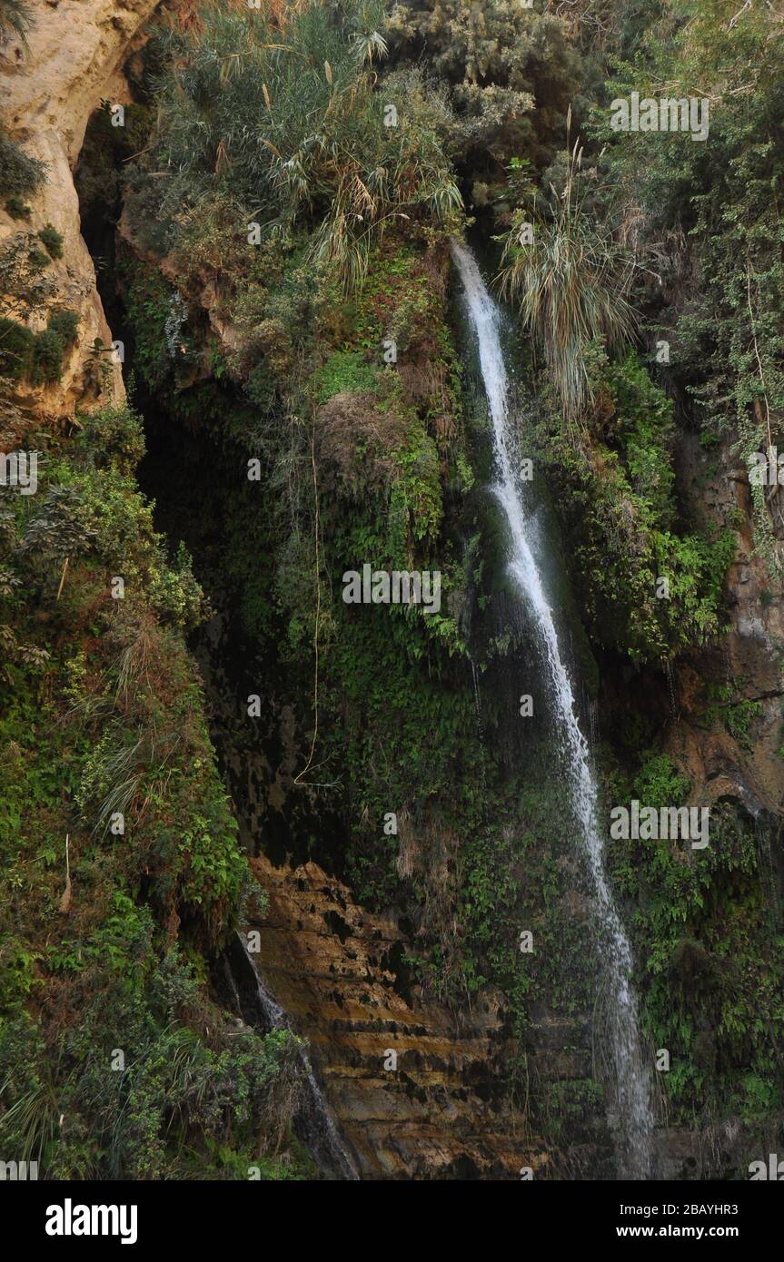 A green oasis with a waterfall and lakes in the Ein Gedi National Park ...