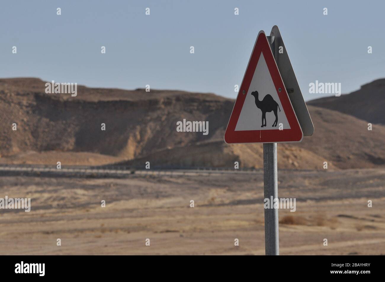 Camel warning sign on the road. Signage in the desert in Israel Stock ...
