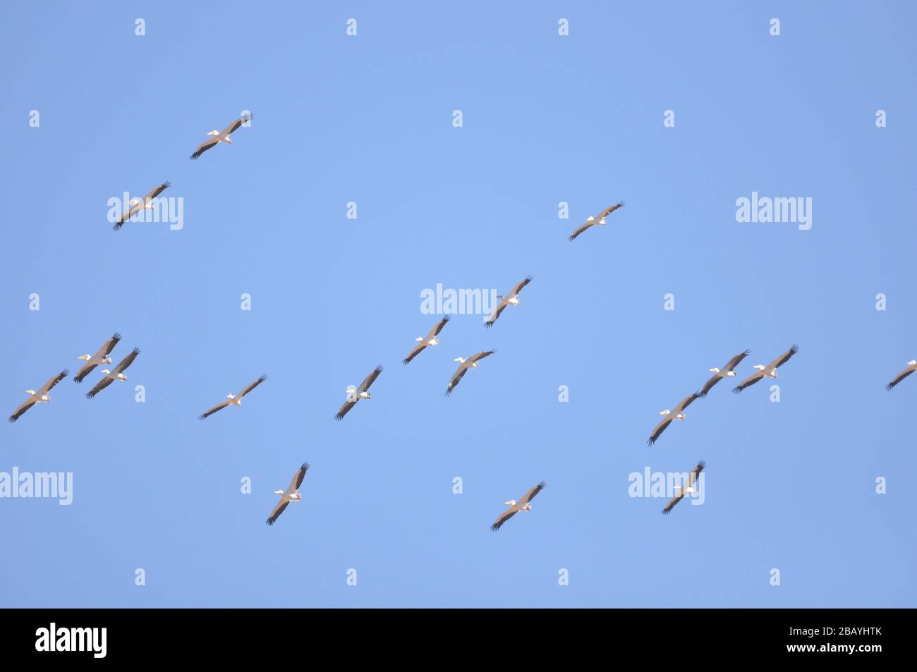 A large herd of the great white pelican circling the blue sky in warm ...