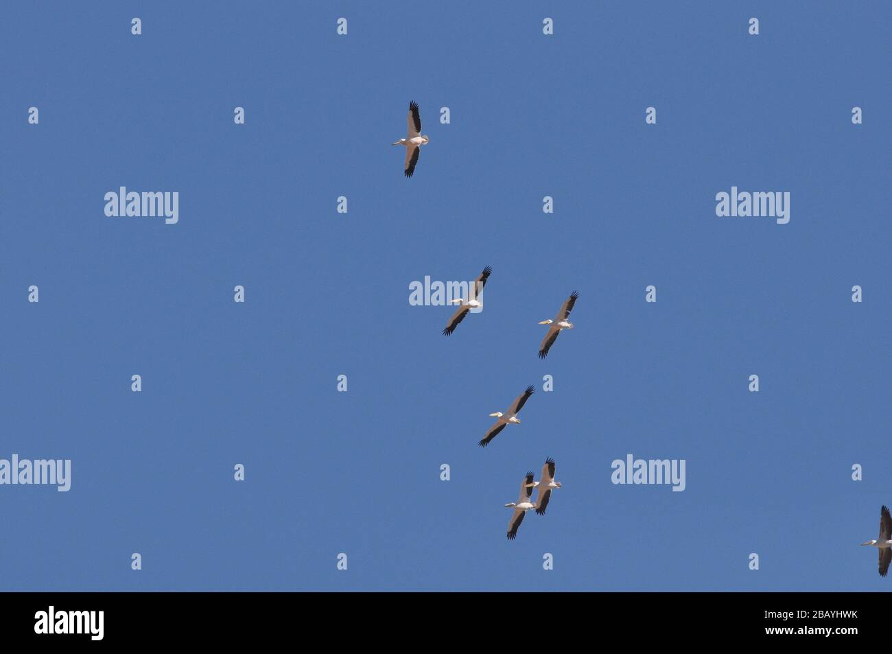 A large herd of the great white pelican circling the blue sky in warm ...