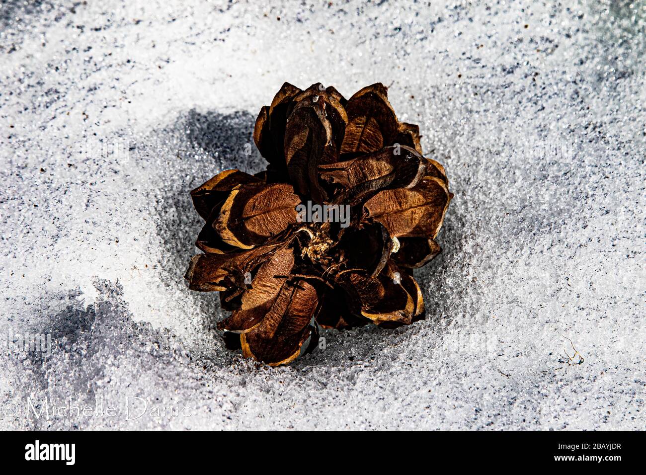 Frosted flower hi-res stock photography and images - Alamy