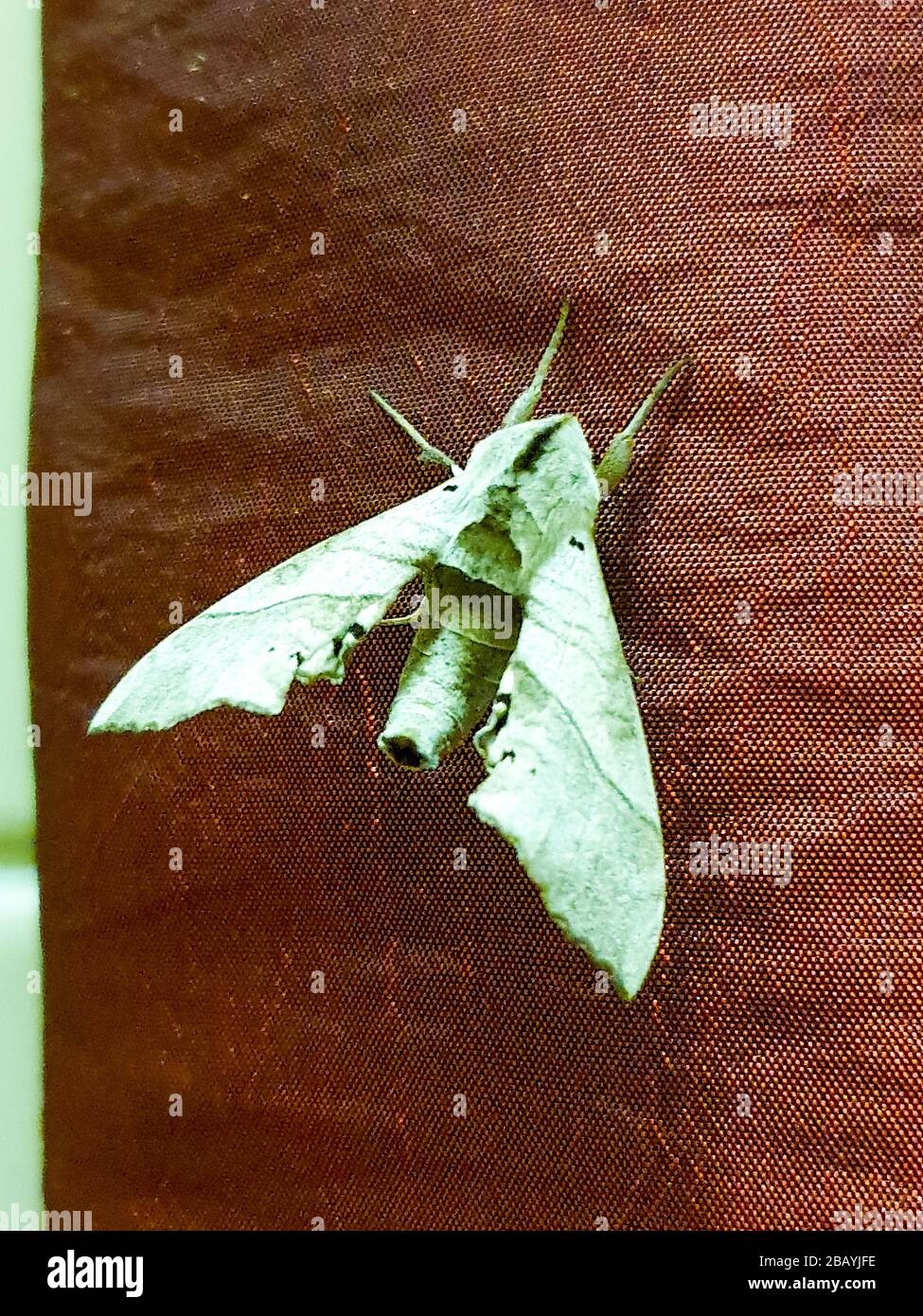 Little moth hi-res stock photography and images - Alamy
