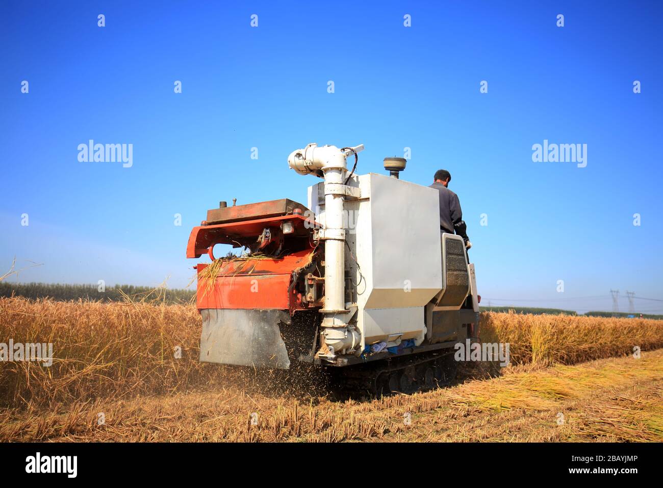 Harvester machine is harvesting ripe rice Stock Photo - Alamy