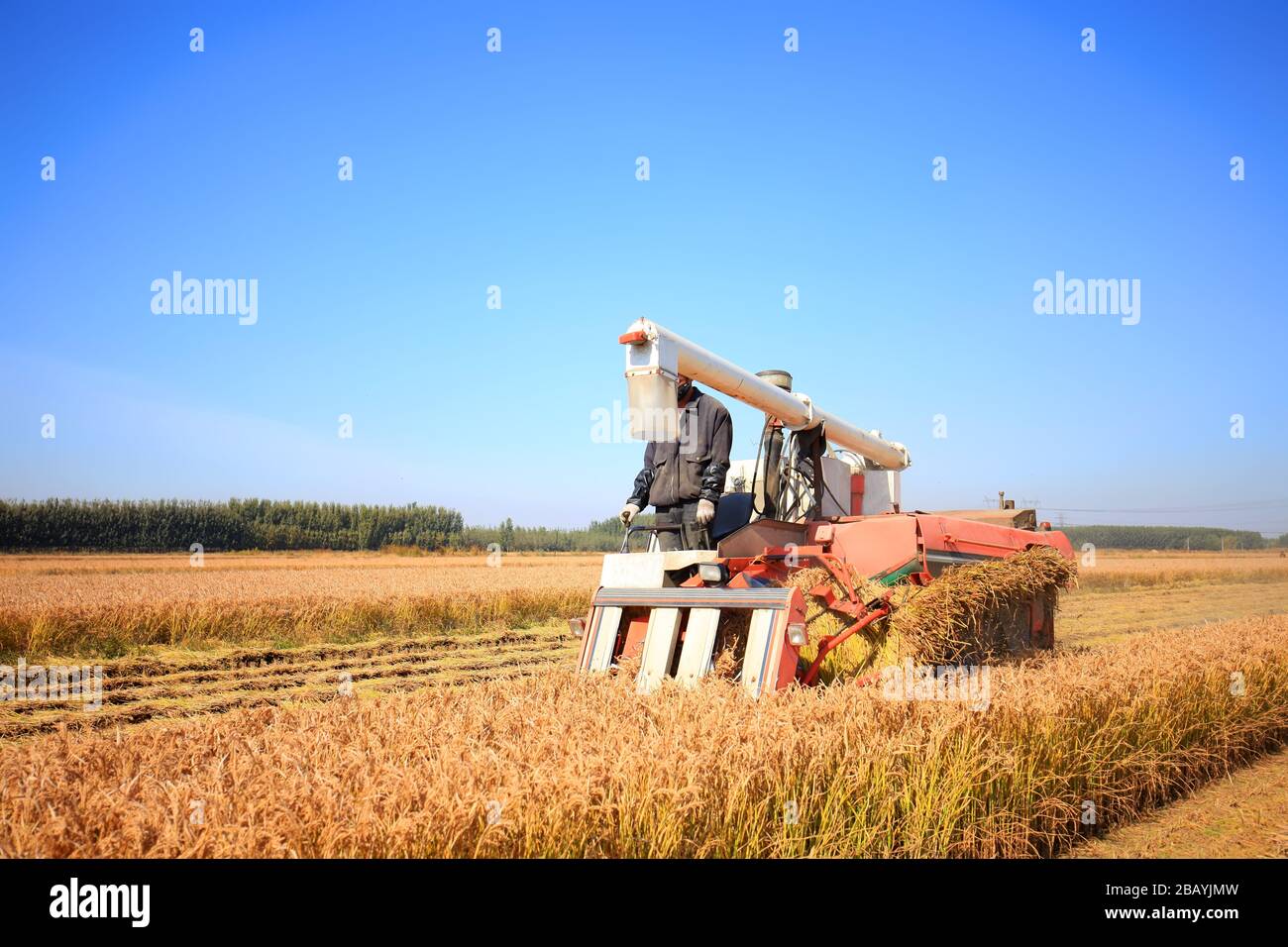 Harvester machine is harvesting ripe rice Stock Photo - Alamy