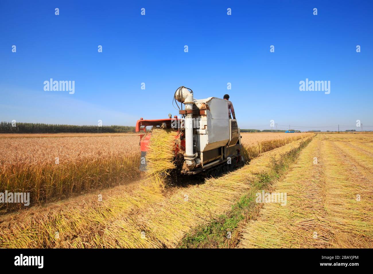 Harvester machine is harvesting ripe rice Stock Photo - Alamy