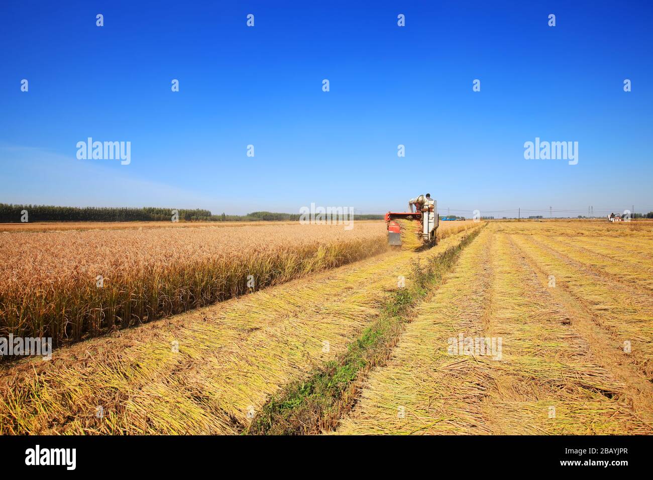 Harvester machine is harvesting ripe rice Stock Photo - Alamy