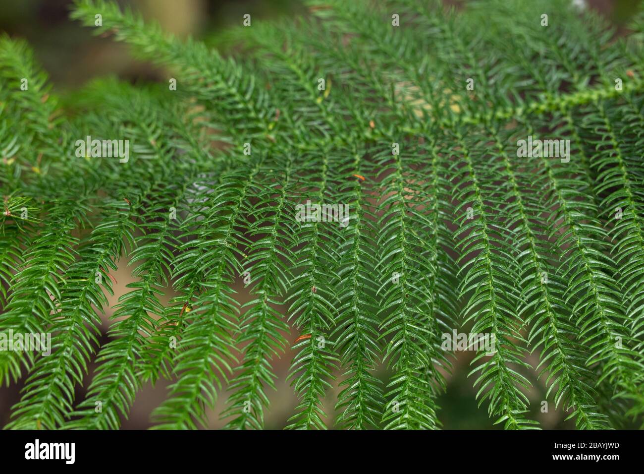 Heterophyll araucaria coniferous tree branch side view. Young fluffy ...