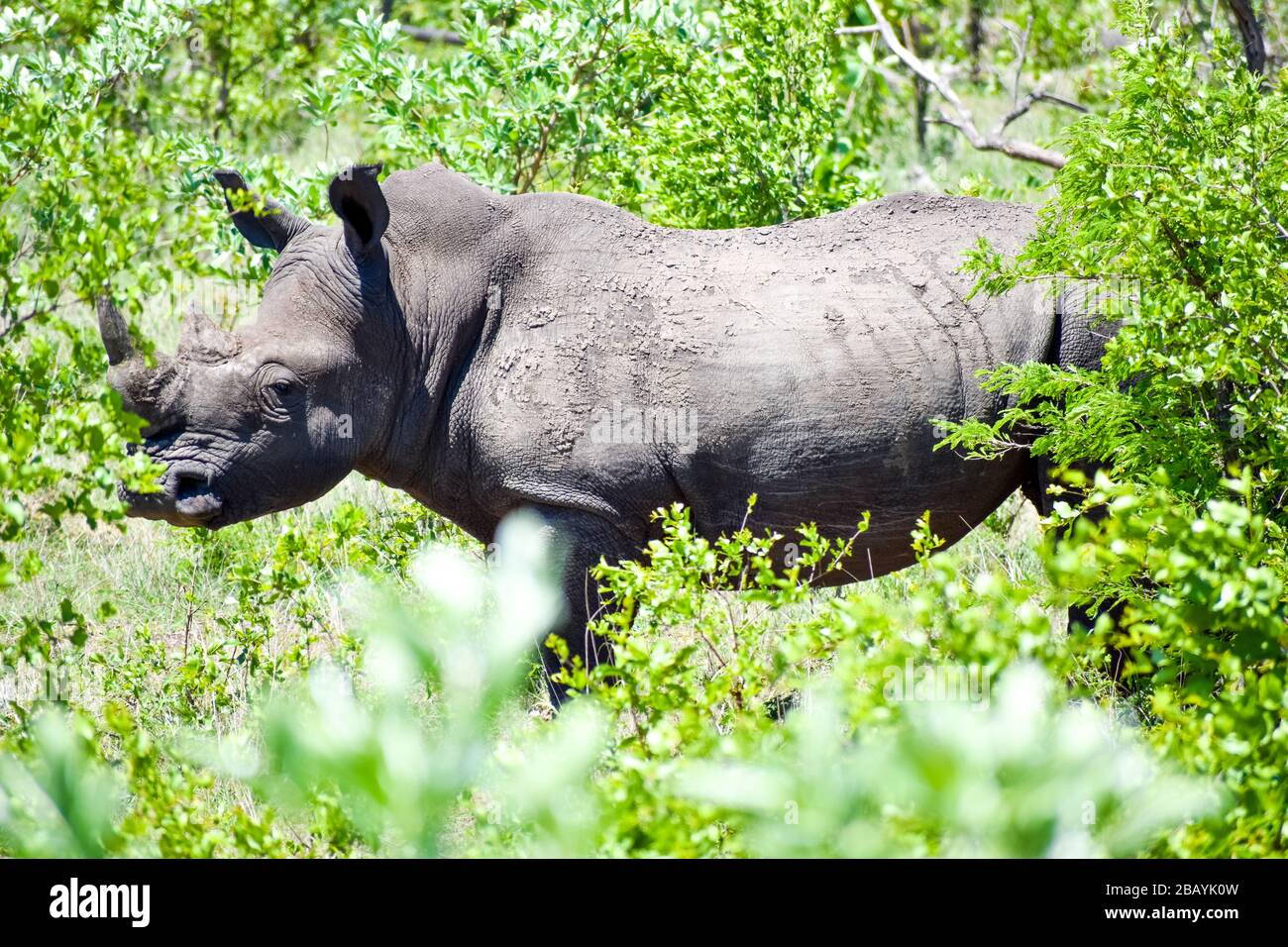 Amazing rhino hi-res stock photography and images - Alamy