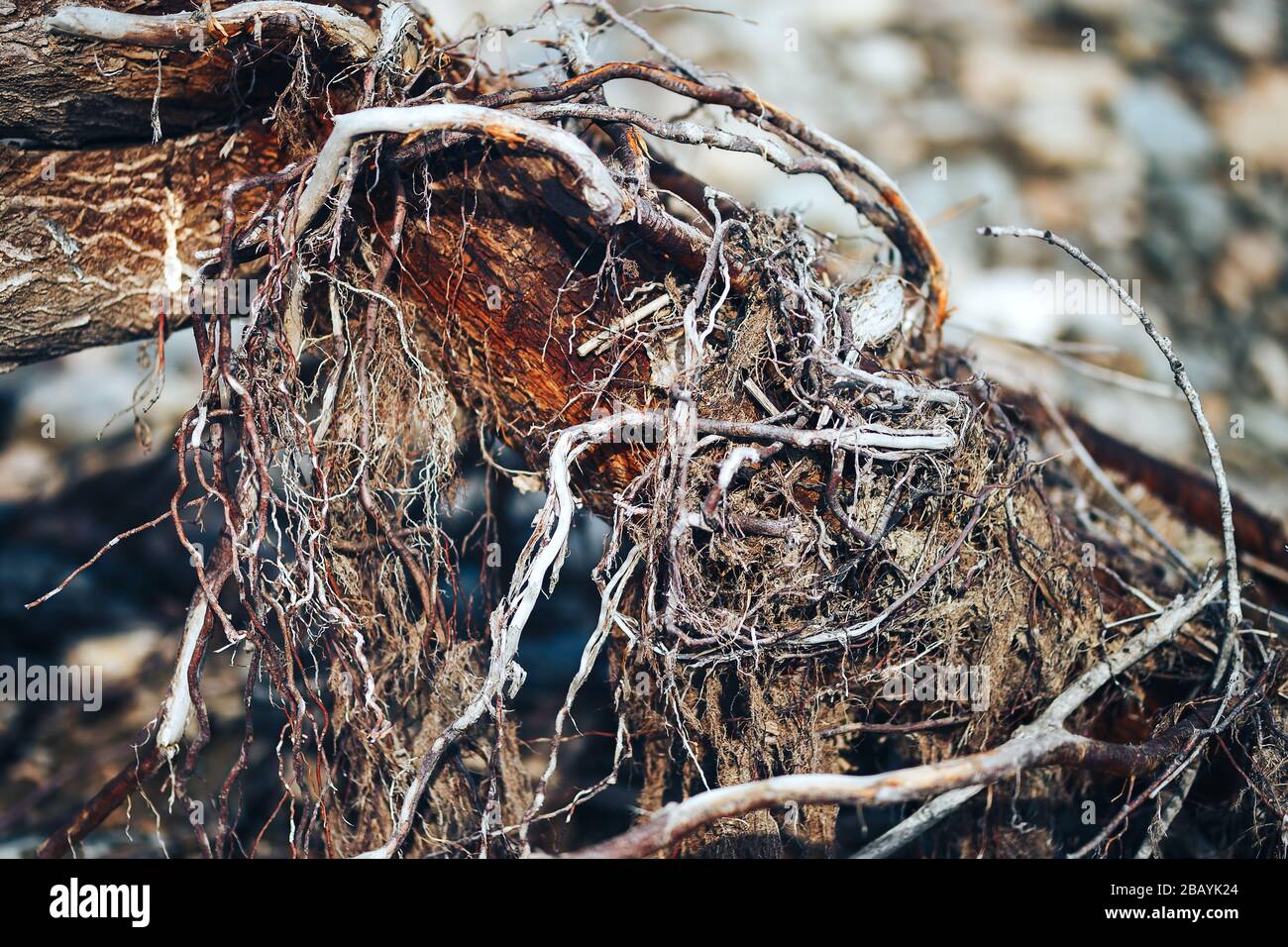 Origin of life. Buds on a dry tree base of tree sunny spring day Stock ...