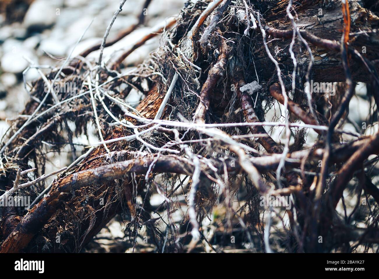 Origin of life. Buds on a dry tree base of tree sunny spring day Stock ...