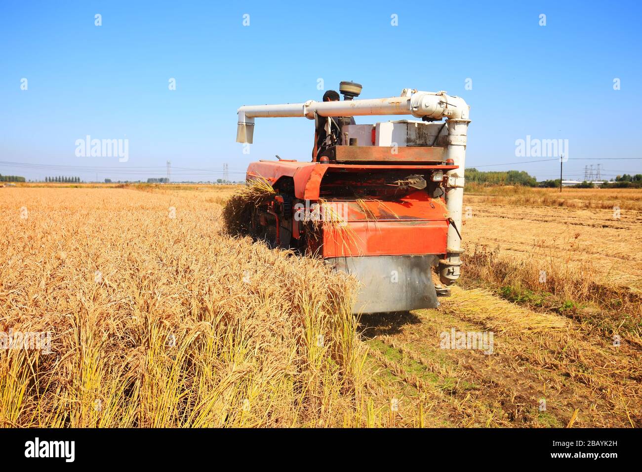 Harvester machine is harvesting ripe rice Stock Photo - Alamy