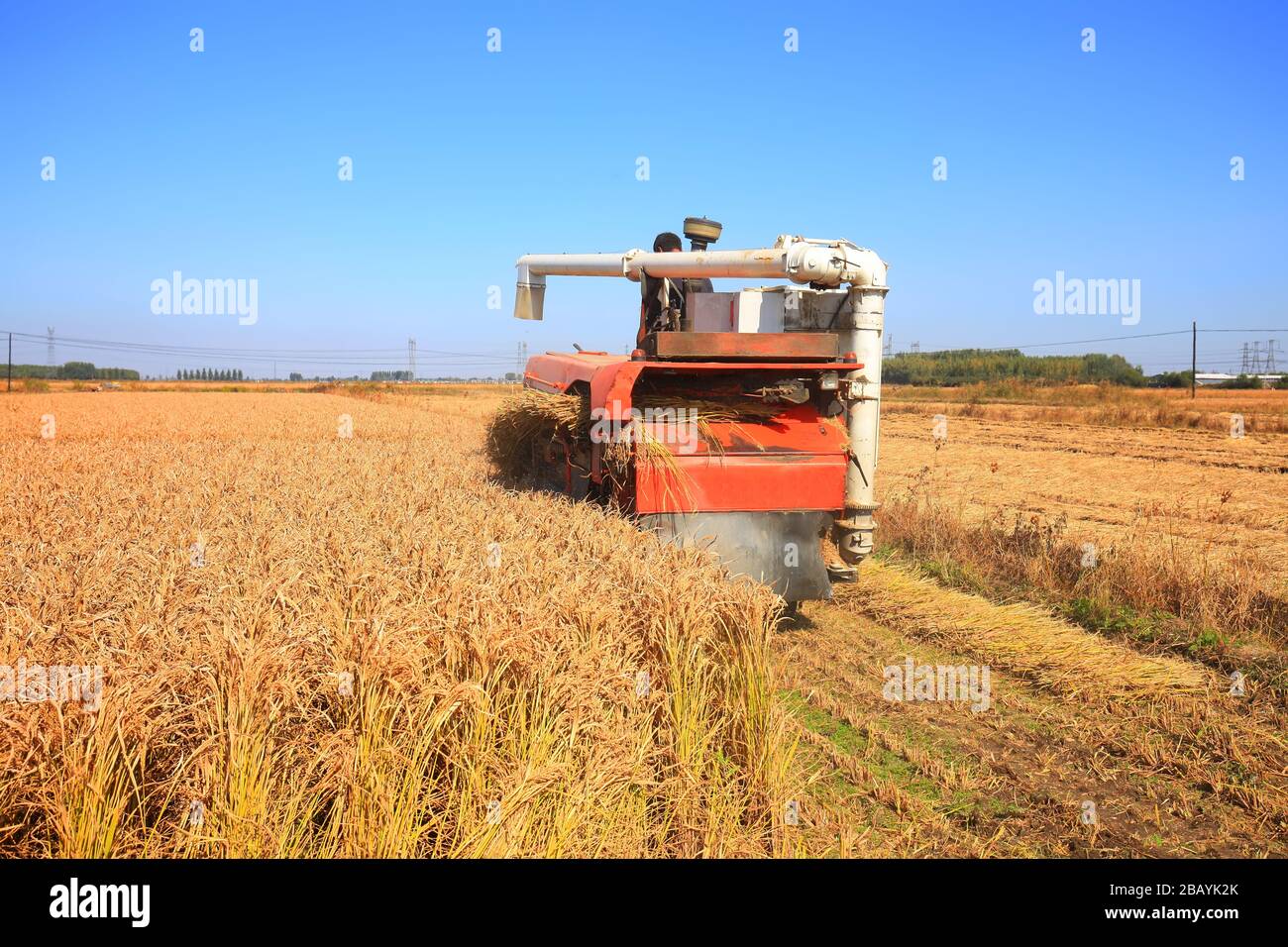 Harvester machine is harvesting ripe rice Stock Photo - Alamy