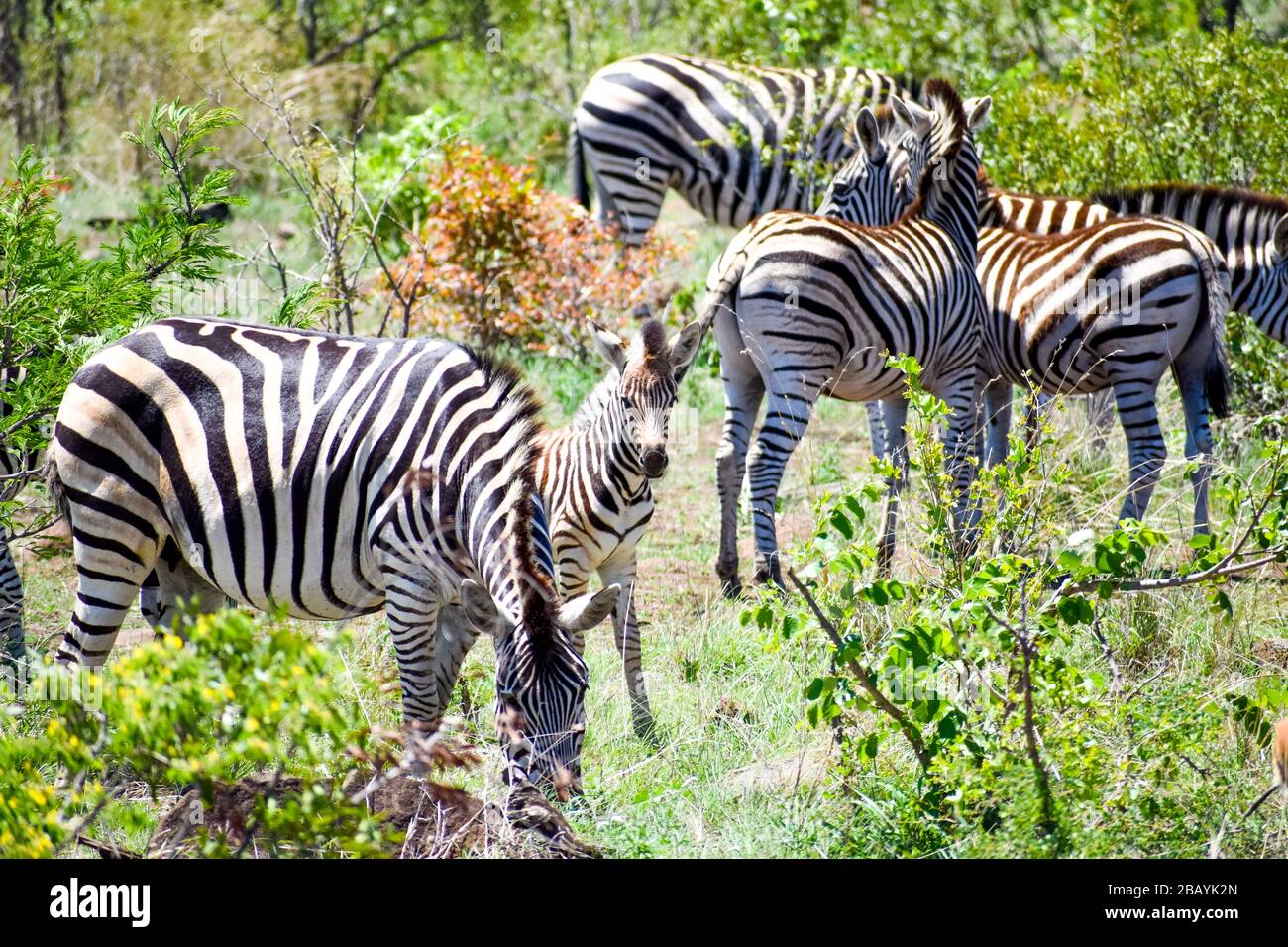 Safari animals pattern hi-res stock photography and images - Alamy