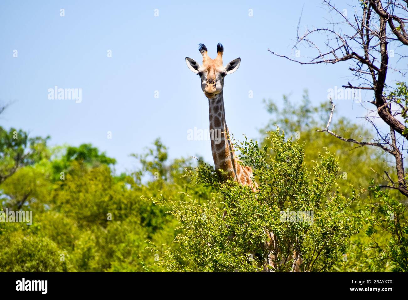 Confused look hi-res stock photography and images - Alamy