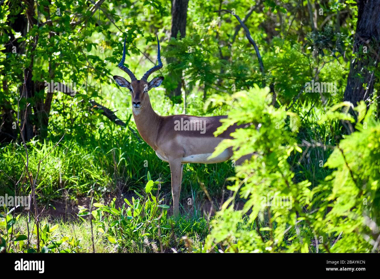 Bull with stunning horns hi-res stock photography and images - Alamy
