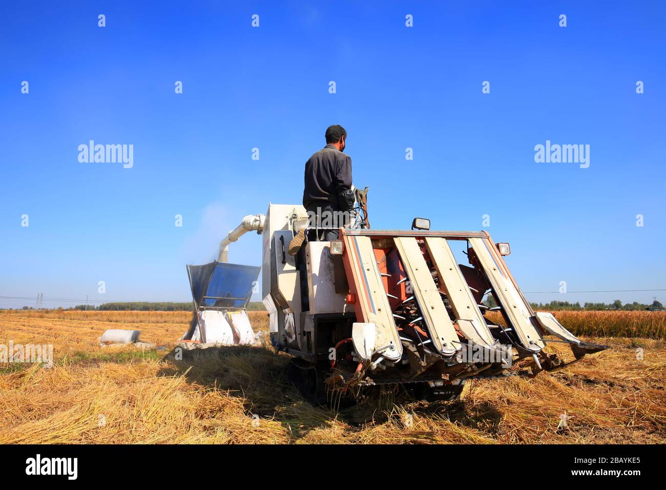 Harvester machine is harvesting ripe rice Stock Photo - Alamy