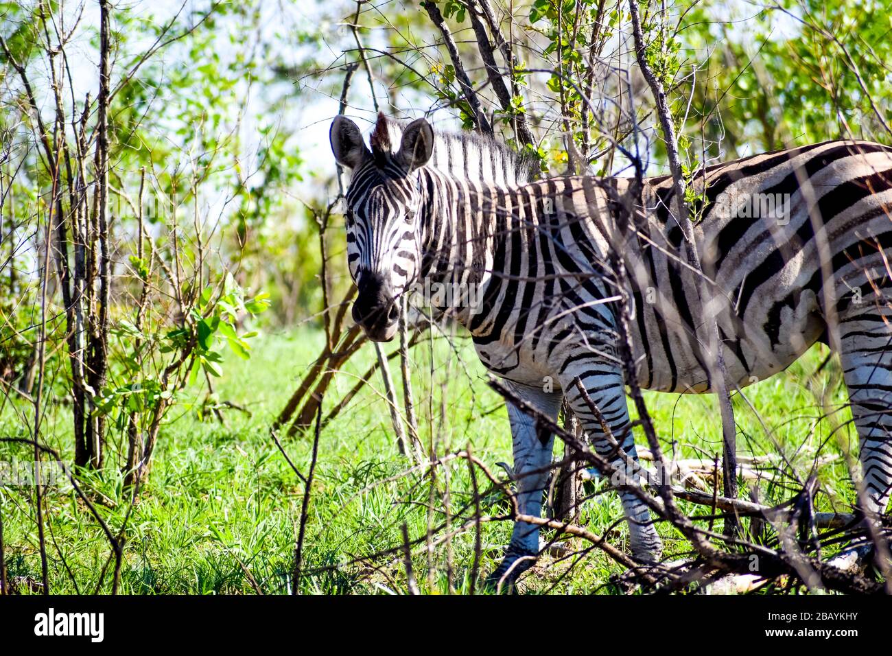 a zebra look Stock Photo - Alamy
