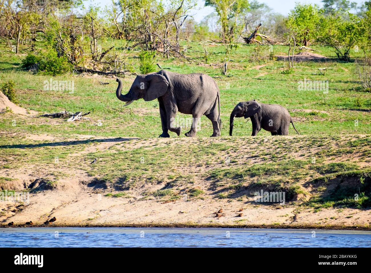 Big mama elephant hi-res stock photography and images - Alamy