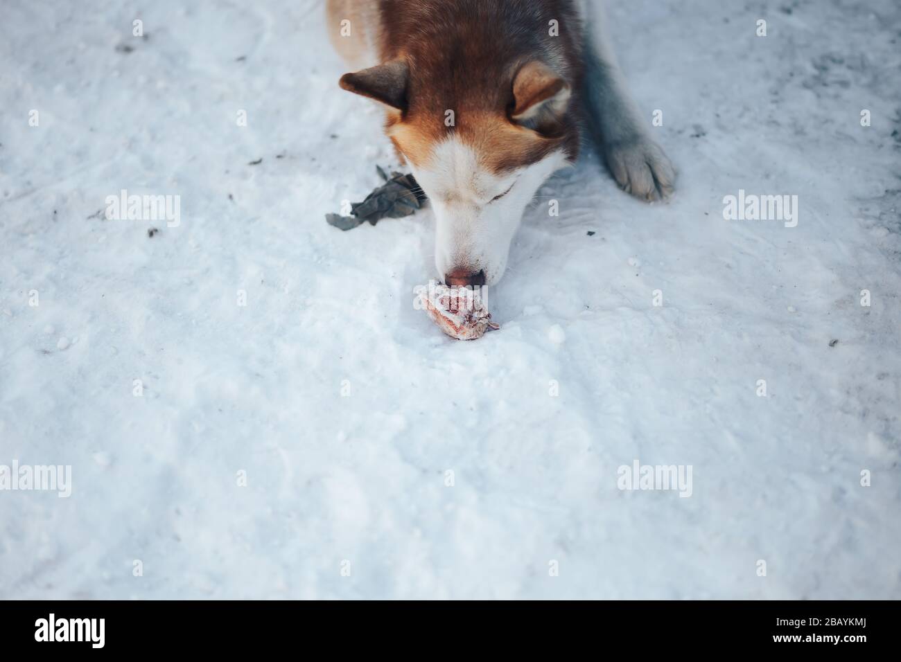 Gnawing bone hi-res stock photography and images - Alamy