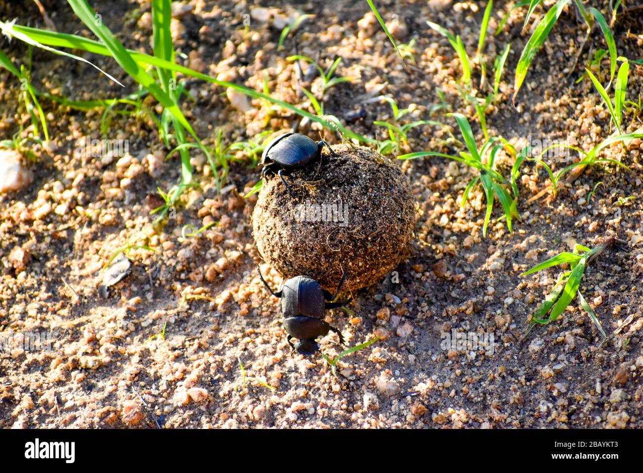 a dung beetle rolling his queen Stock Photo - Alamy