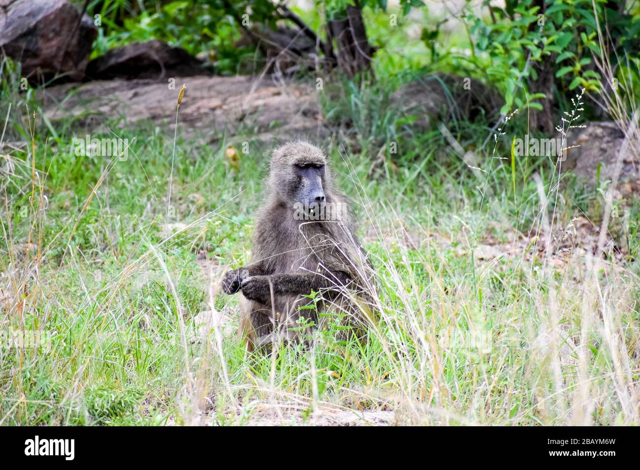 Skeptical face hi-res stock photography and images - Alamy