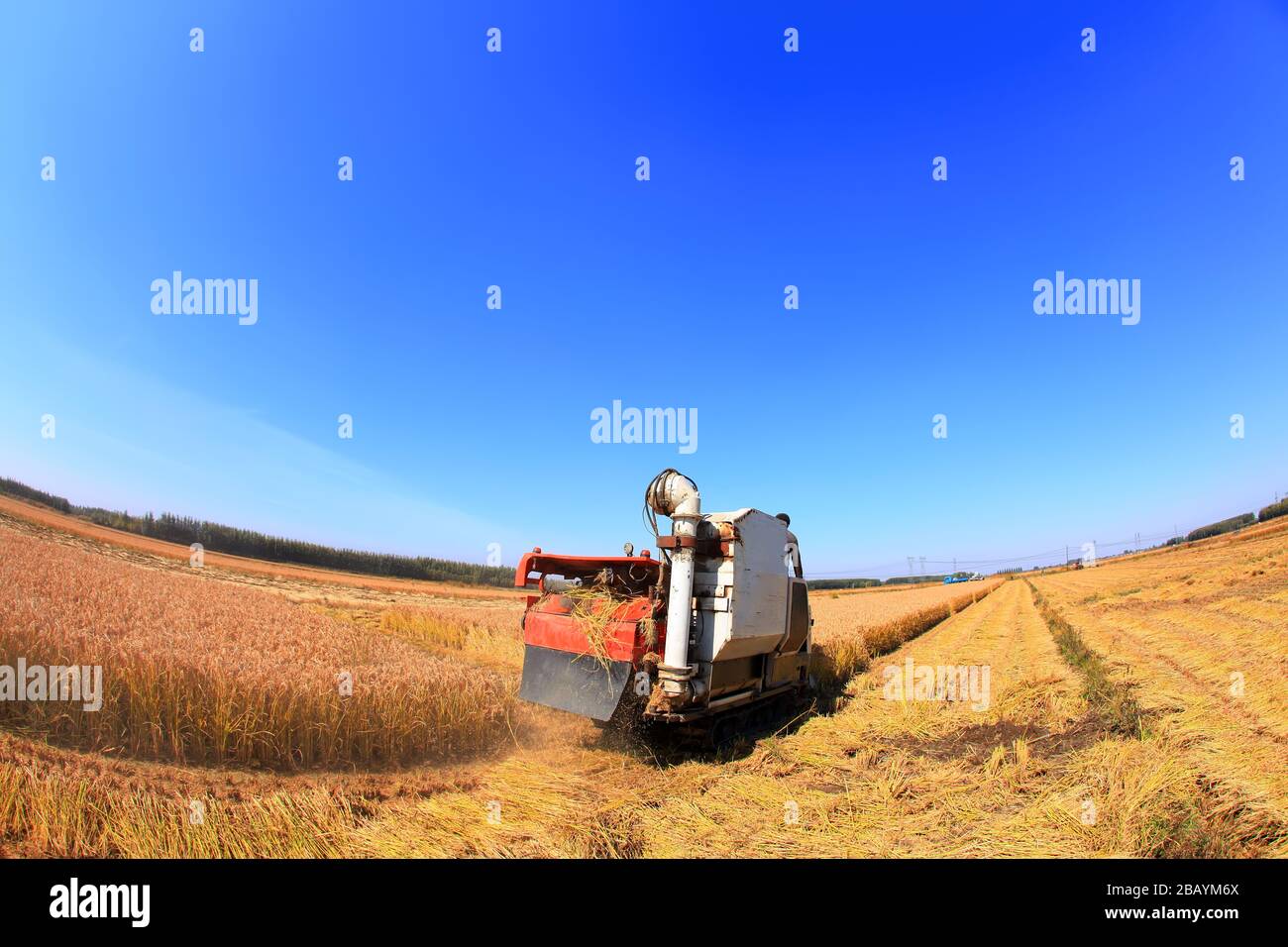 Harvester machine is harvesting ripe rice Stock Photo - Alamy