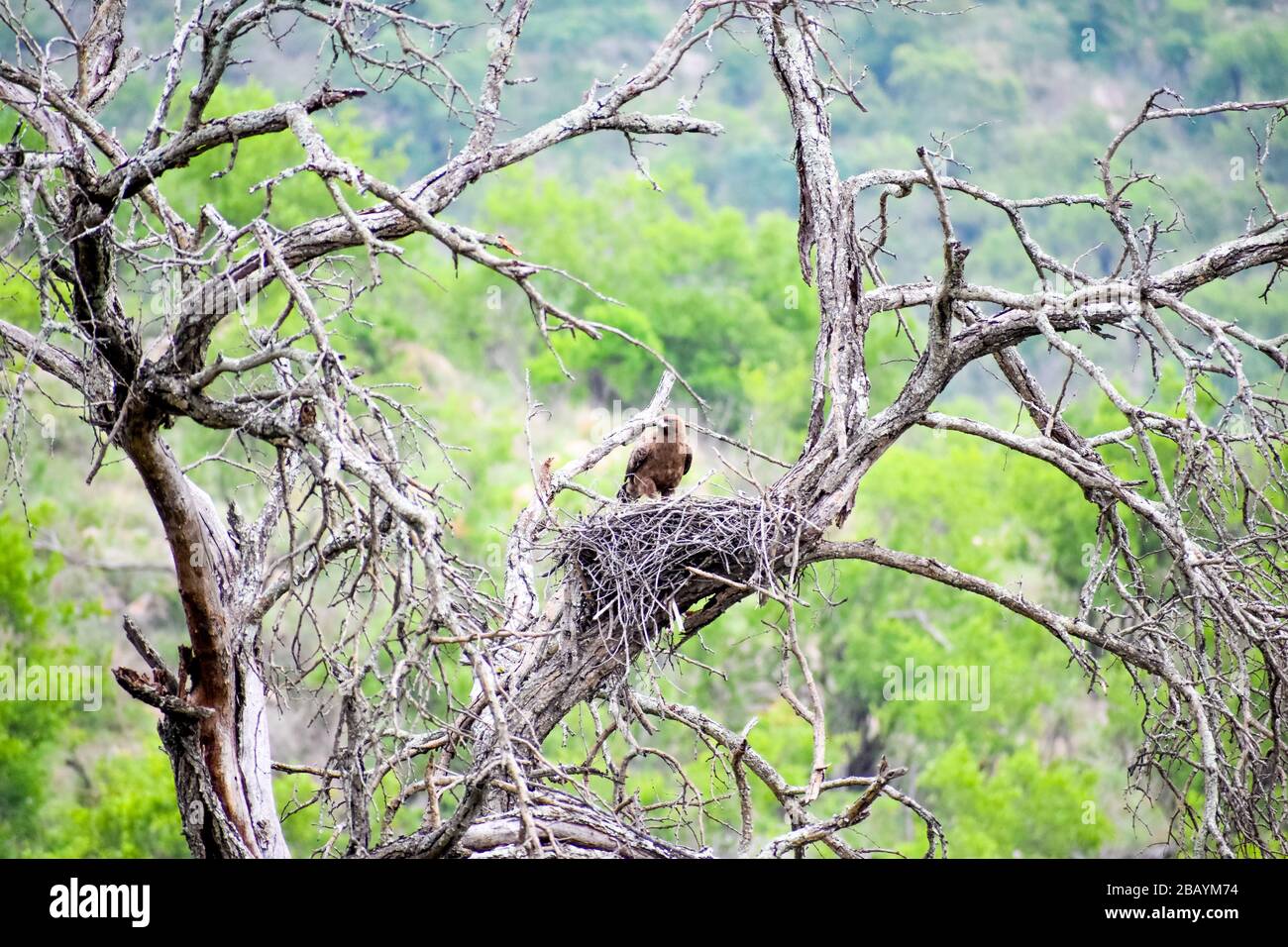 Golden eagle nest hi-res stock photography and images - Alamy