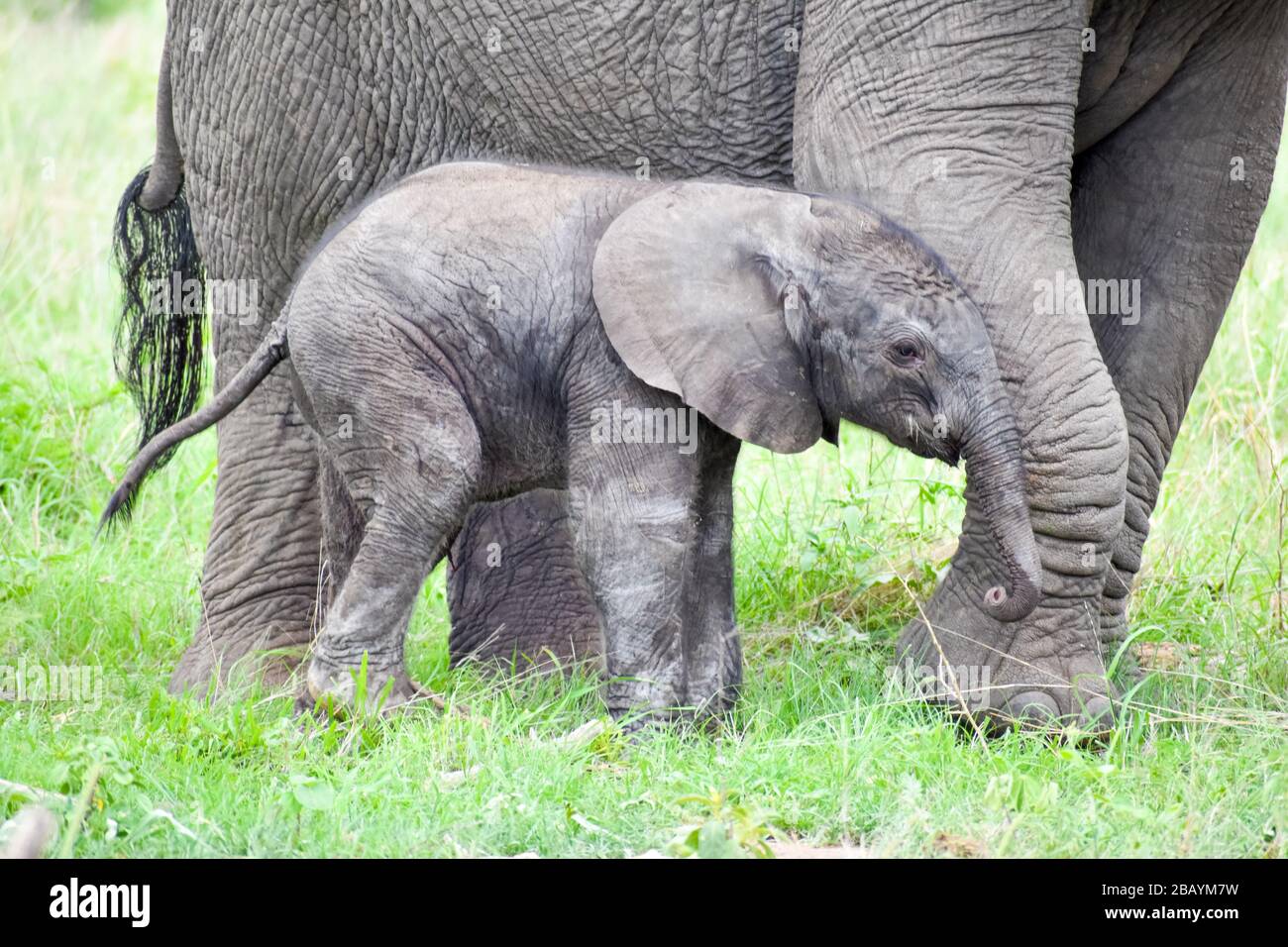 Big mama hi-res stock photography and images - Alamy