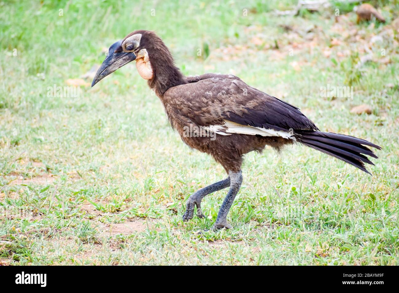 A southern ground hornbill Stock Photo - Alamy
