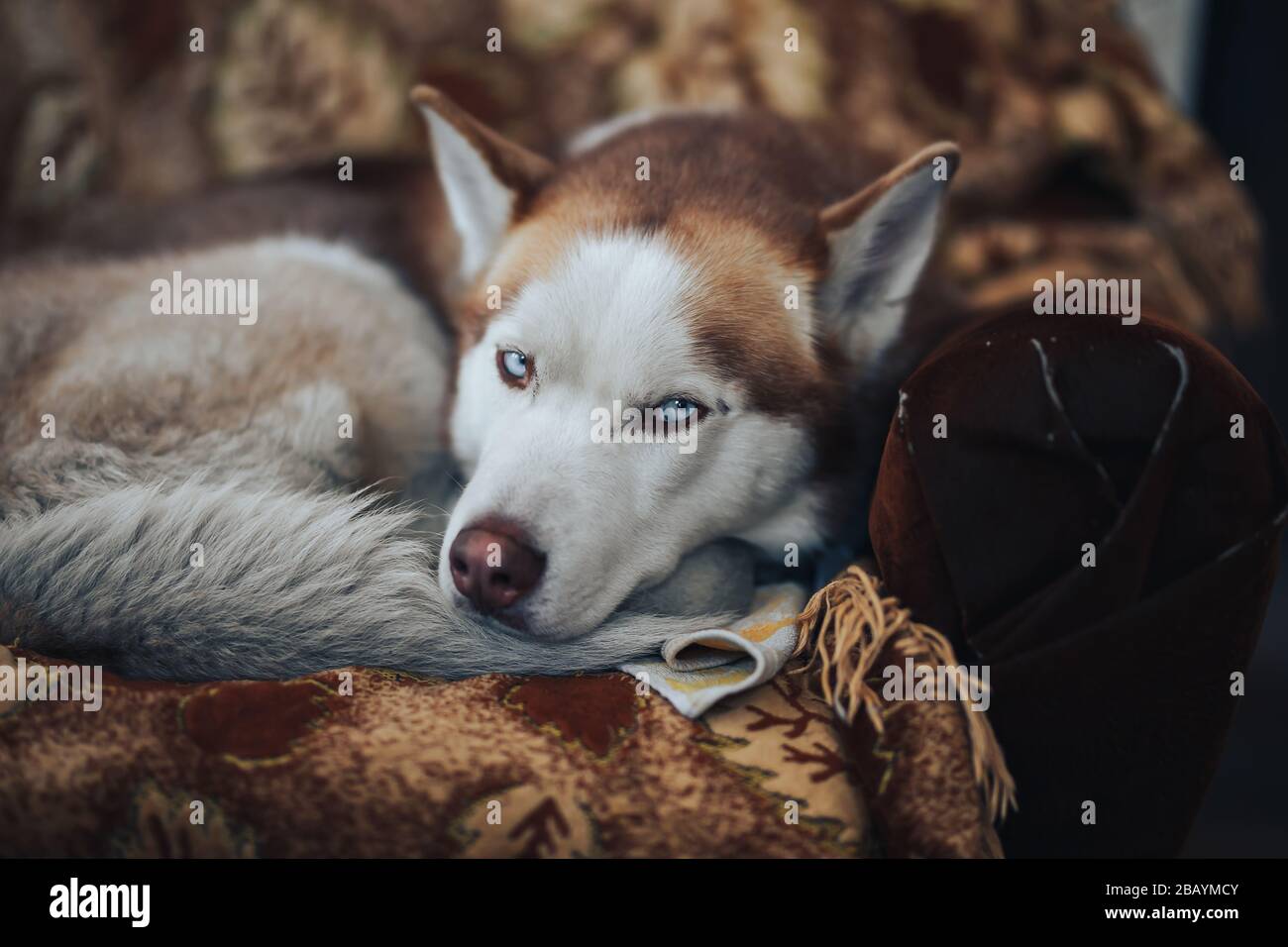 red husky at home lying at armchair sad blue eyes Stock Photo - Alamy